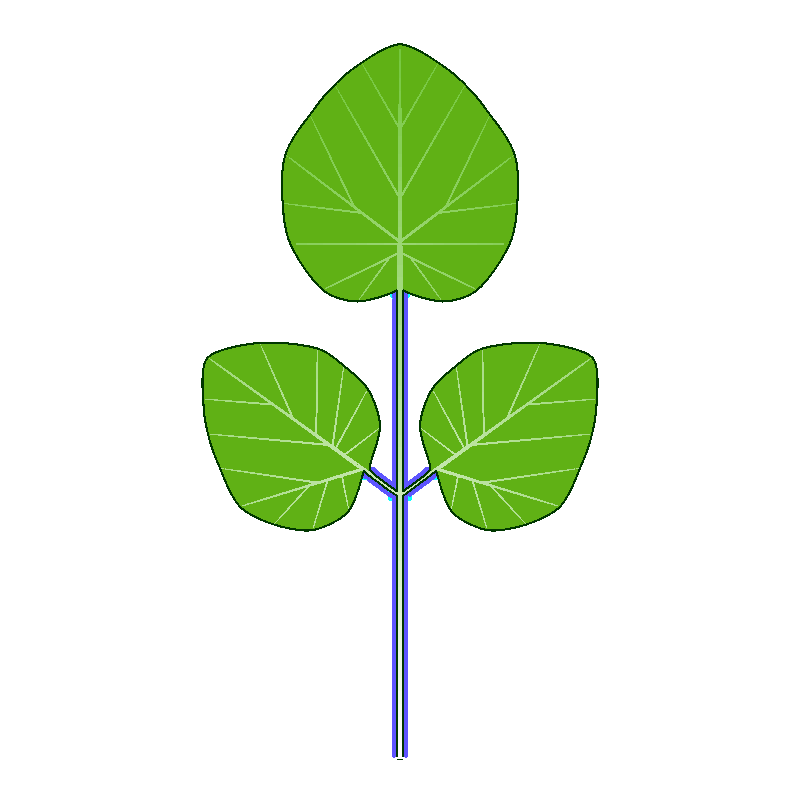 A common developmental program can produce diverse leaf shapes