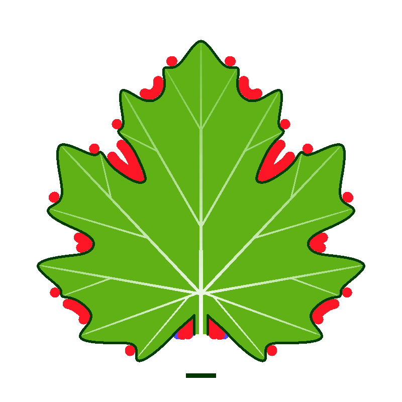 A common developmental program can produce diverse leaf shapes