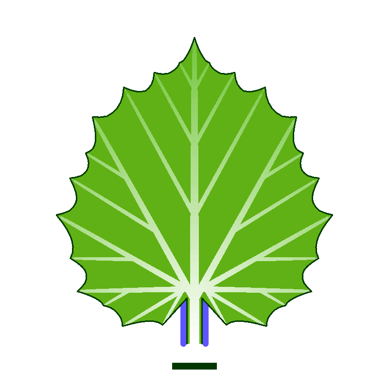 A common developmental program can produce diverse leaf shapes