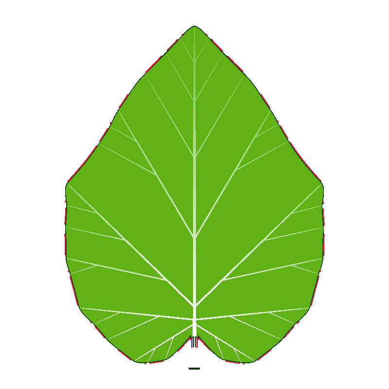 A common developmental program can produce diverse leaf shapes