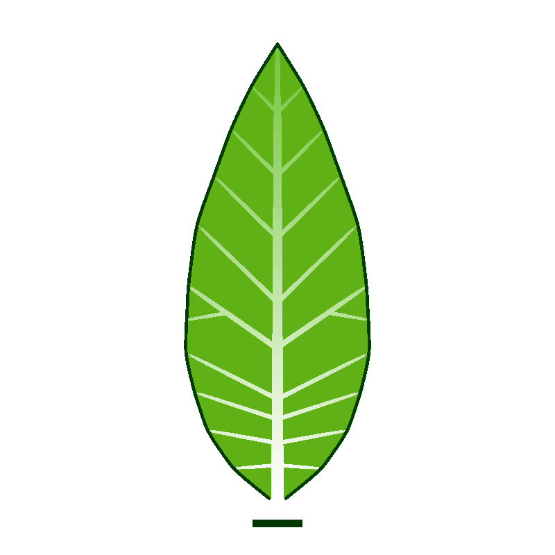 A common developmental program can produce diverse leaf shapes