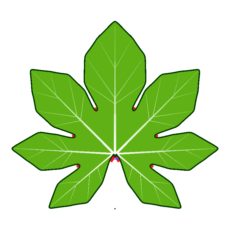 A common developmental program can produce diverse leaf shapes