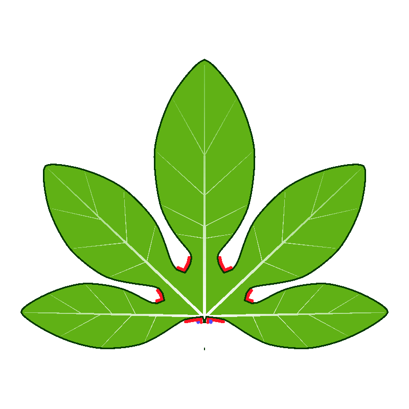 A common developmental program can produce diverse leaf shapes