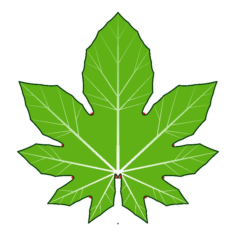 A common developmental program can produce diverse leaf shapes