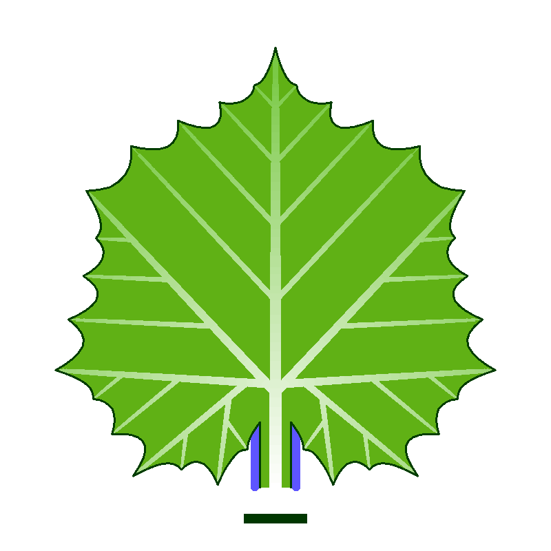 A common developmental program can produce diverse leaf shapes